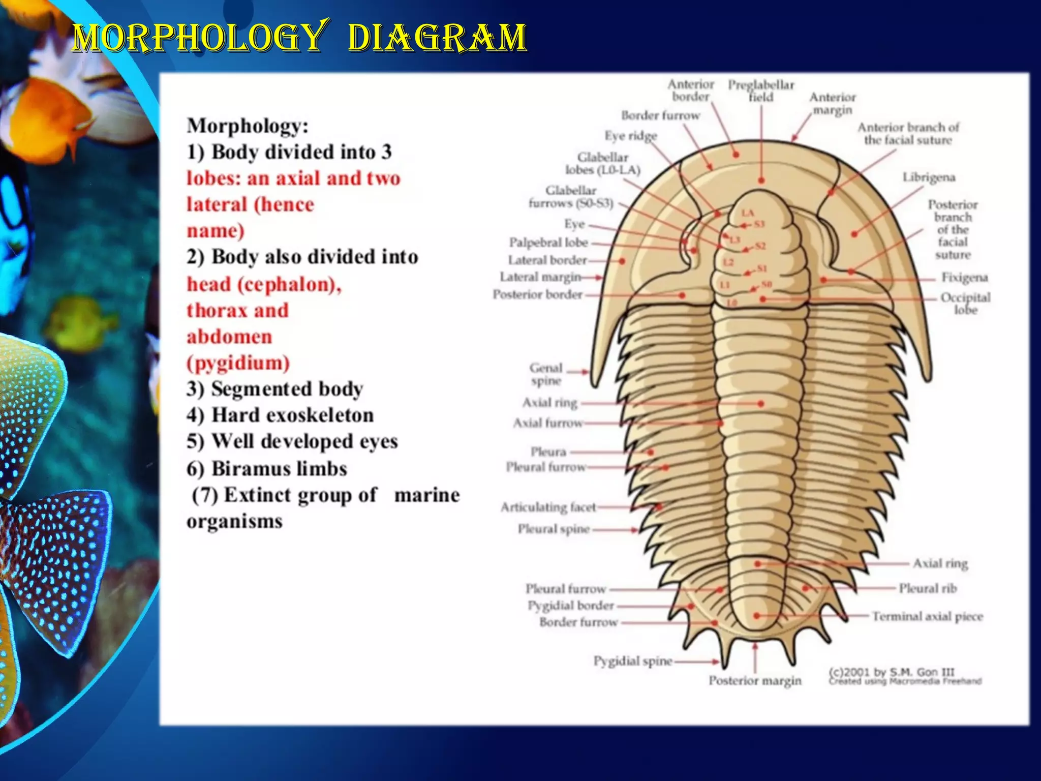 Trilobite Introductiion | PPT