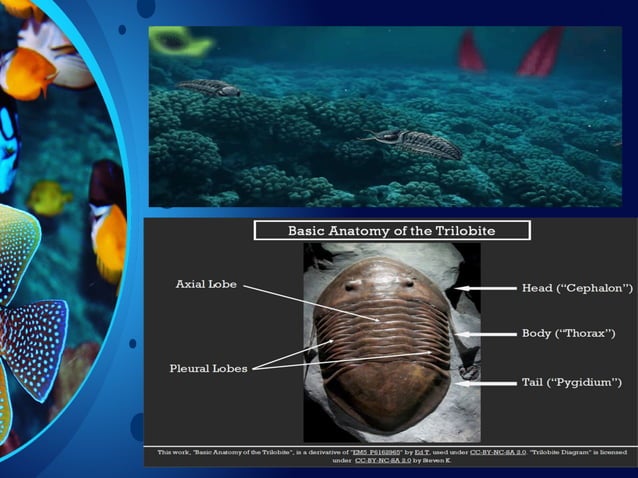 Trilobite Introductiion | PPT