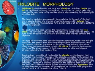 Trilobite Introductiion | PPT