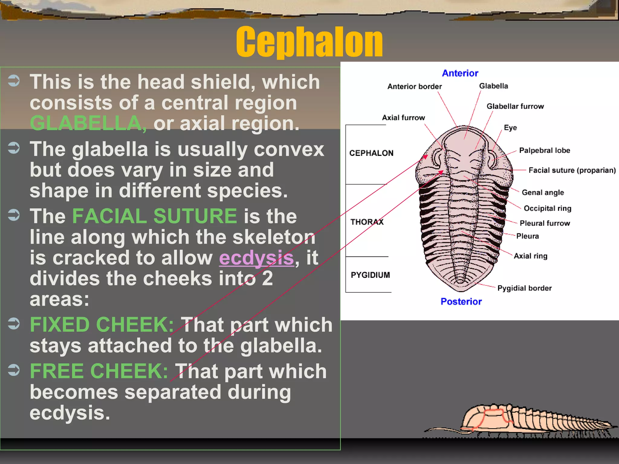 Trilobites BY YU, WELFREDO L. | PPT