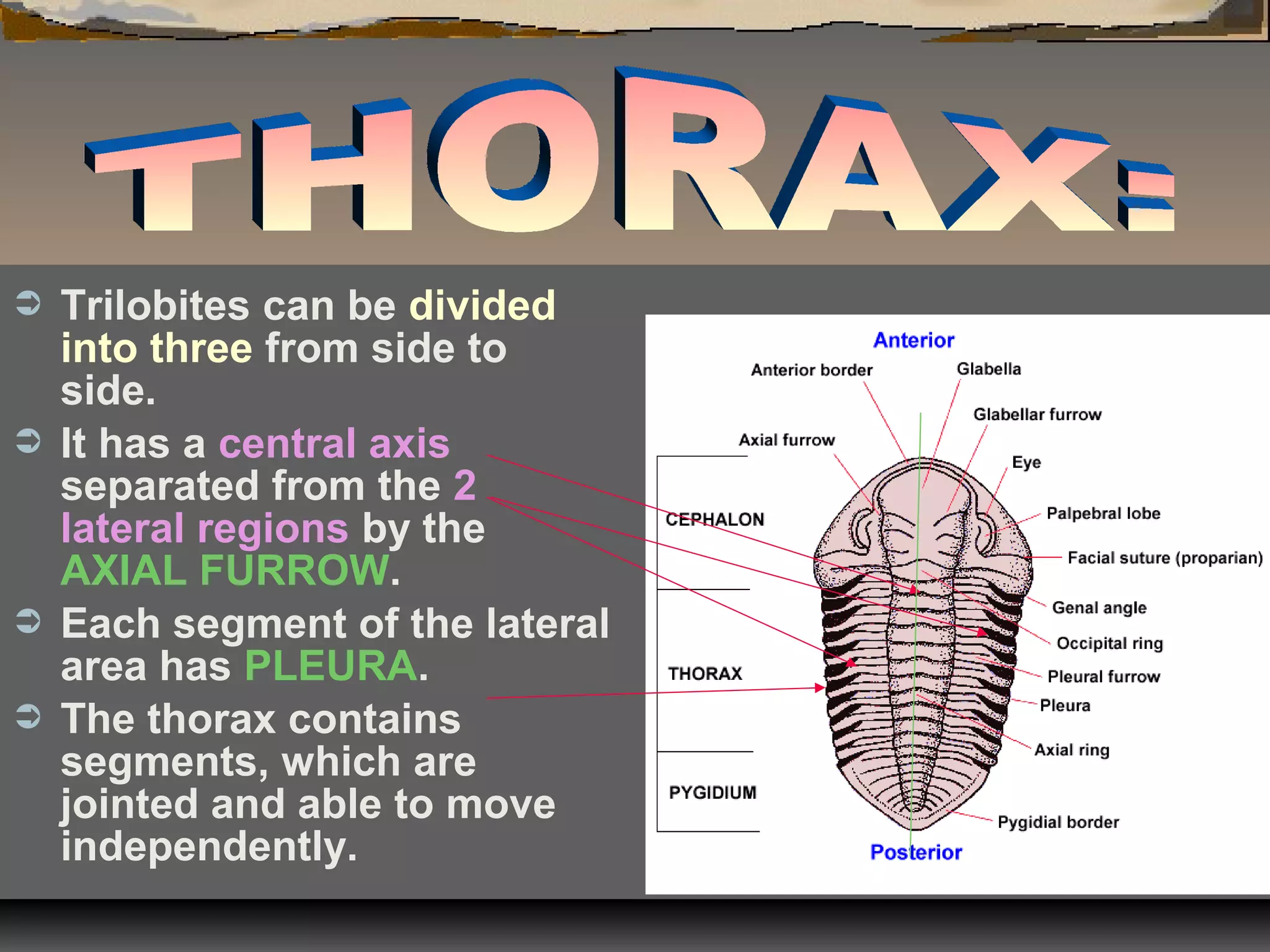 Trilobites BY YU, WELFREDO L. | PPT
