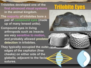 Trilobites BY YU, WELFREDO L. | PPT