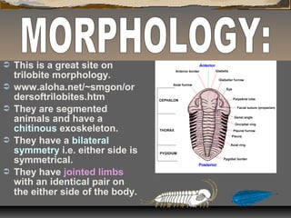 Trilobites BY YU, WELFREDO L. | PPT