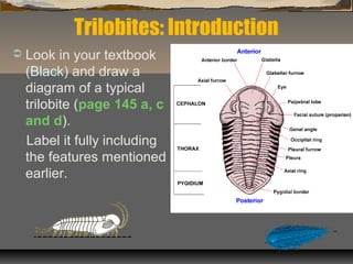 Trilobites BY YU, WELFREDO L. | PPT