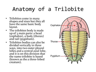 Trilobites 101 | PPTX