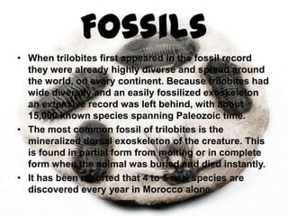 Trilobites 101 | PPTX