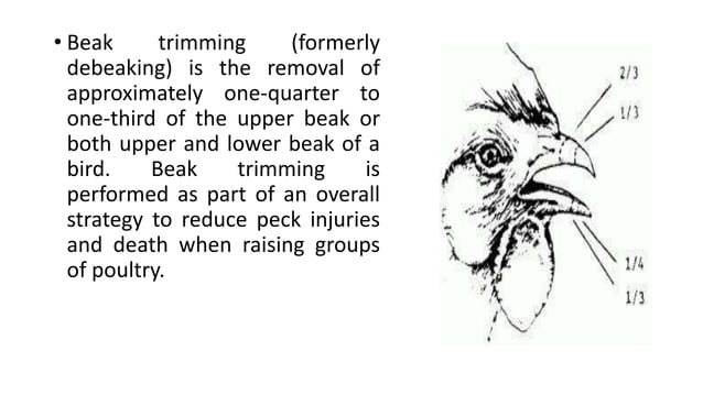 TRIM BEAK.pptx