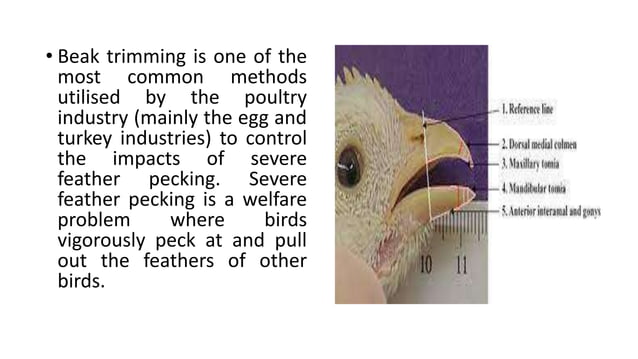 TRIM BEAK.pptx