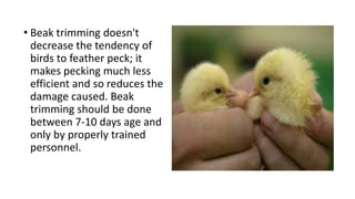TRIM BEAK.pptx