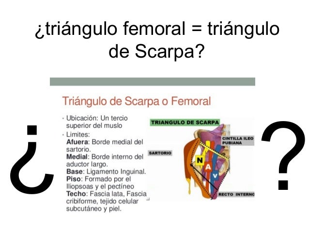 Triángulo femoral = triángulo de scarpa