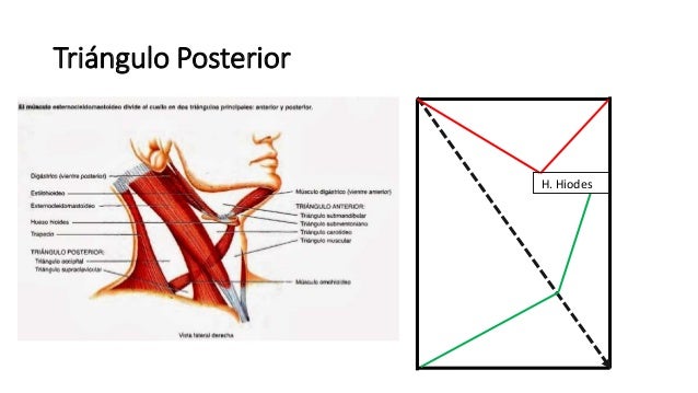Triángulos del cuello