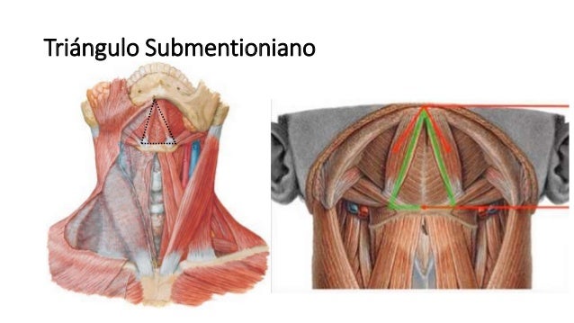 Triángulos del cuello