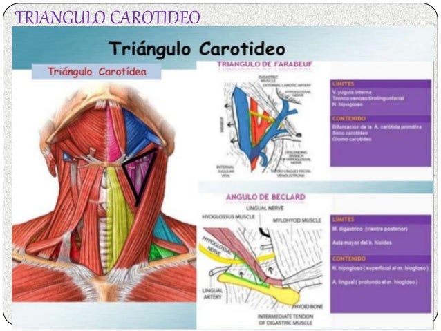 Triángulos del cuello 2015