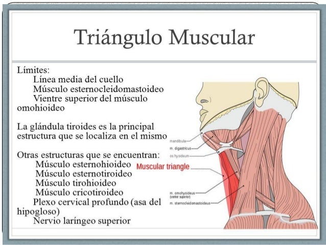 Triángulos del cuello 2015