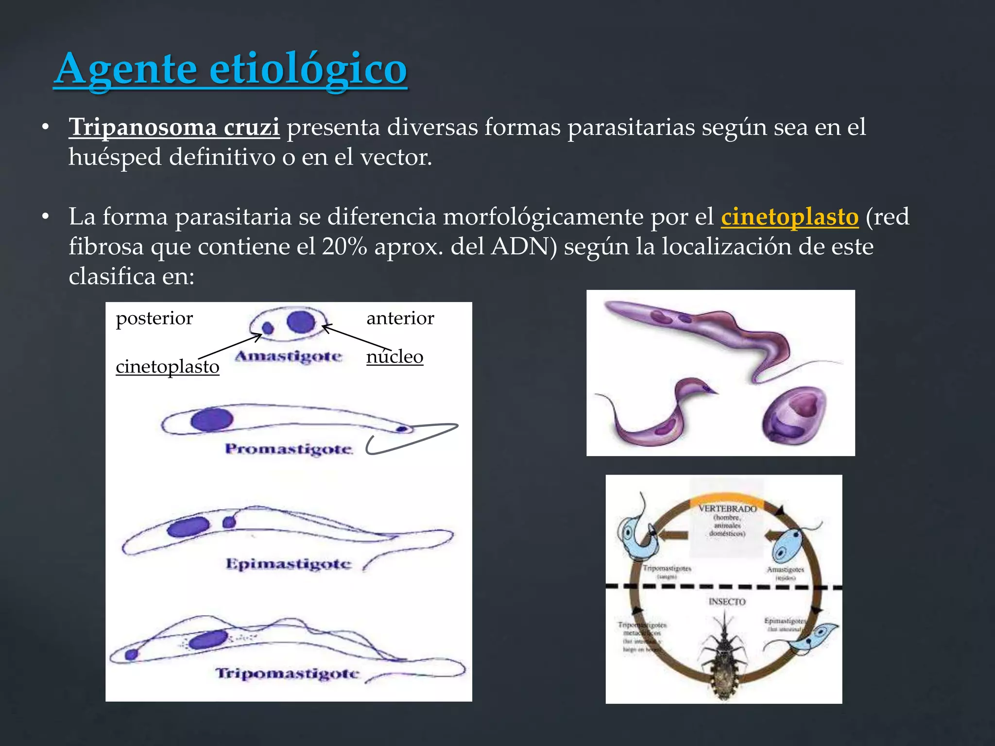 Tripanosoma cruzi - Tripanosomiasis americana | PPTX