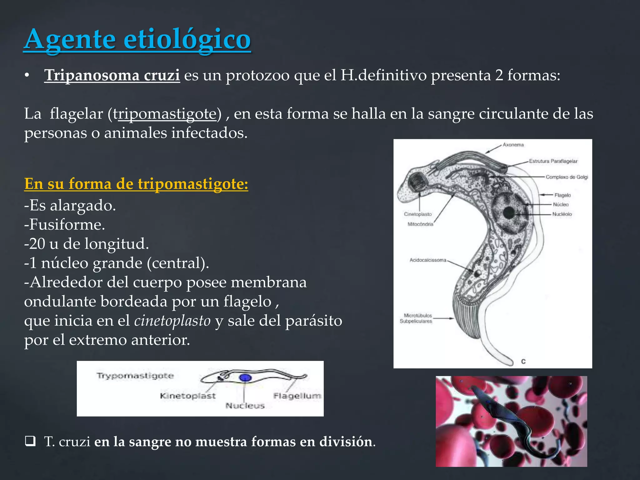 Tripanosoma cruzi - Tripanosomiasis americana | PPTX