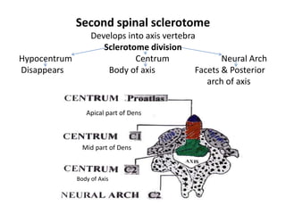 CRANIOVERTEBRAL JUNCTION | PPTX