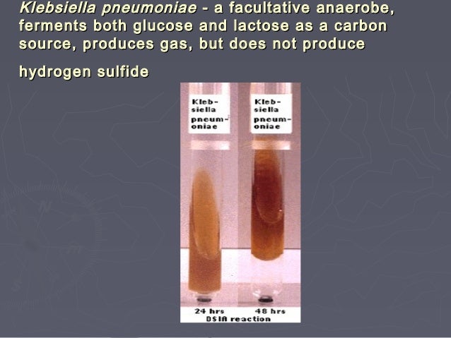Klebsiella Pneumoniae Tsi
