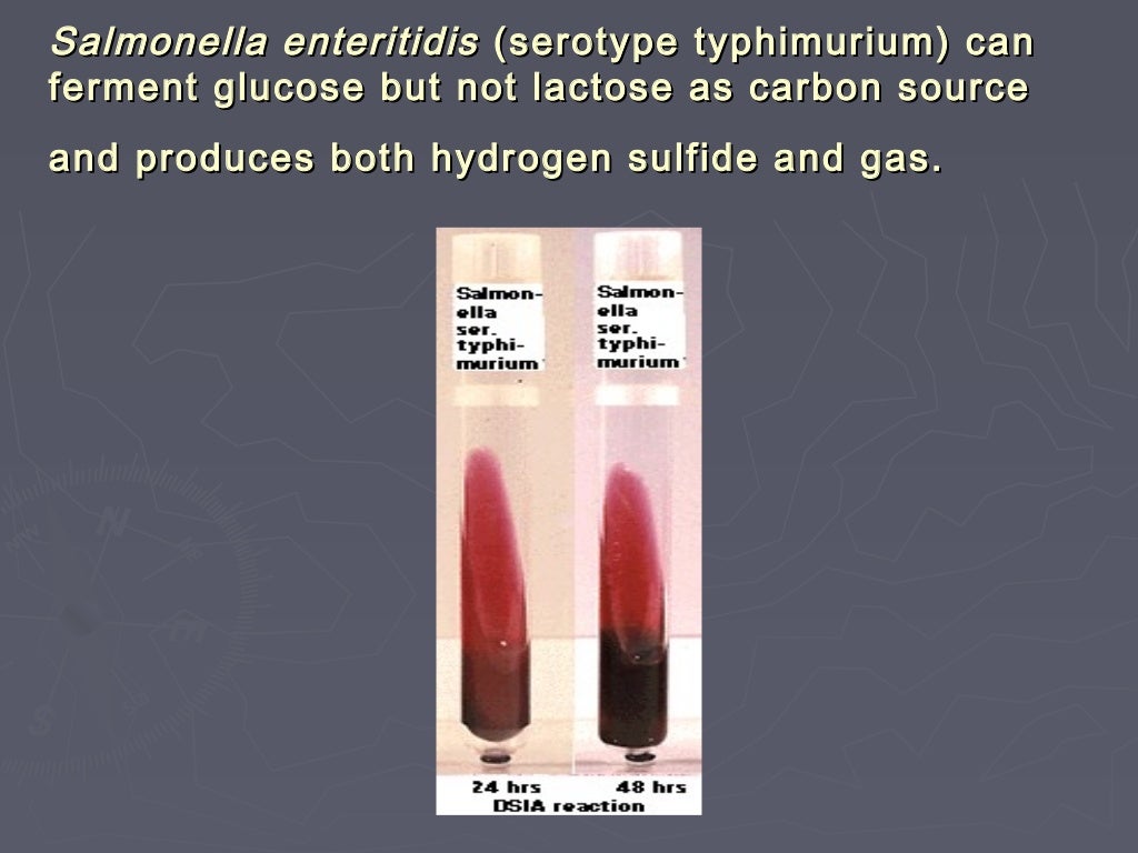 Triple sugar iron (tsi ) agar reaction