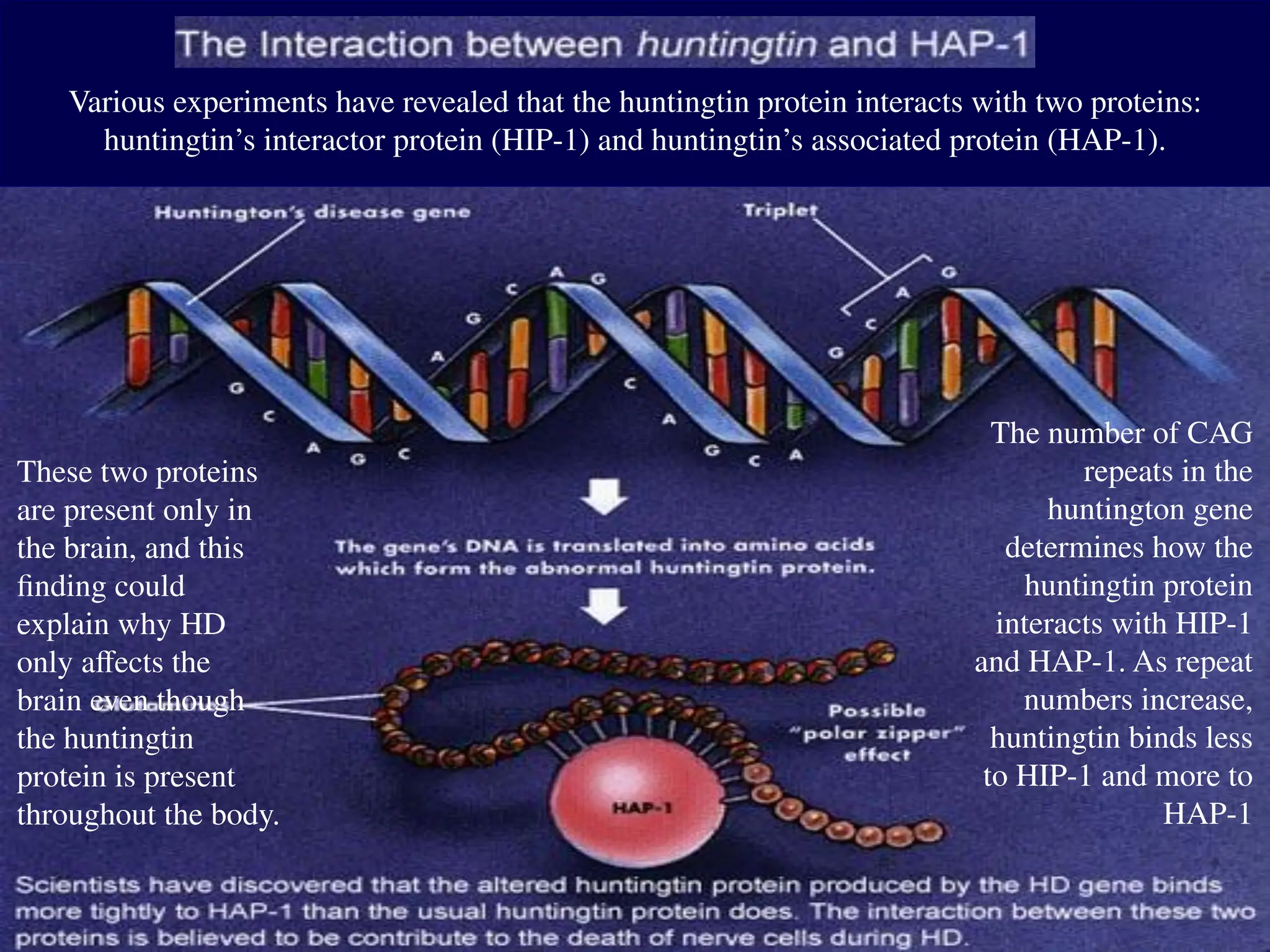 Triplet repeat disorders- chromosome.pdf