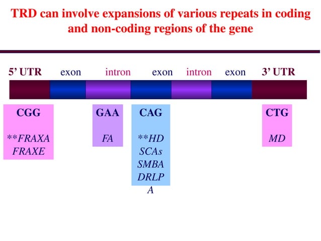 Triplet repeat disorders- chromosome.pdf