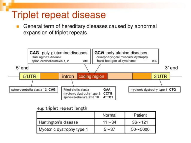 Triplet repeat disorders- chromosome.pdf