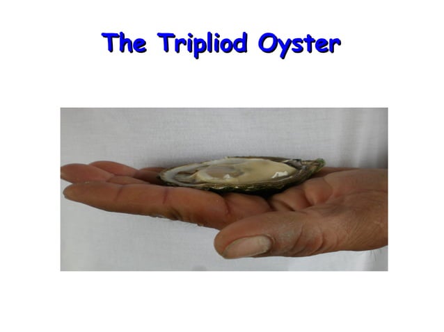 Triploid Oyster | ODP | Genetics | Science