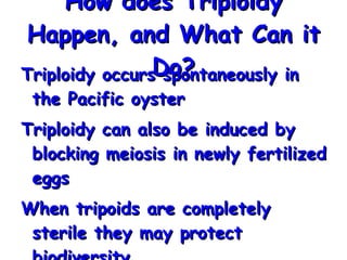 Triploid Oyster | ODP | Genetics | Science