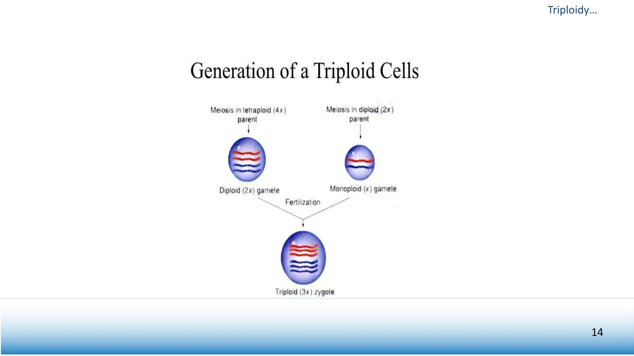 Triploidy ...............................pptx