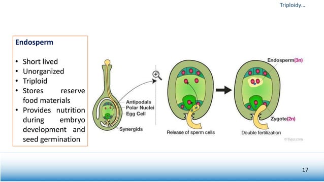 Triploidy ...............................pptx | Gardening | Home & Garden