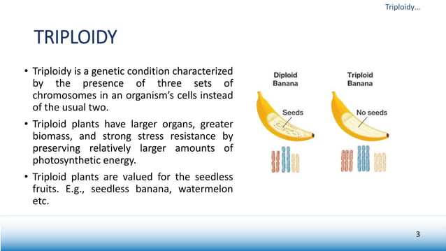 Triploidy ...............................pptx | Gardening | Home & Garden