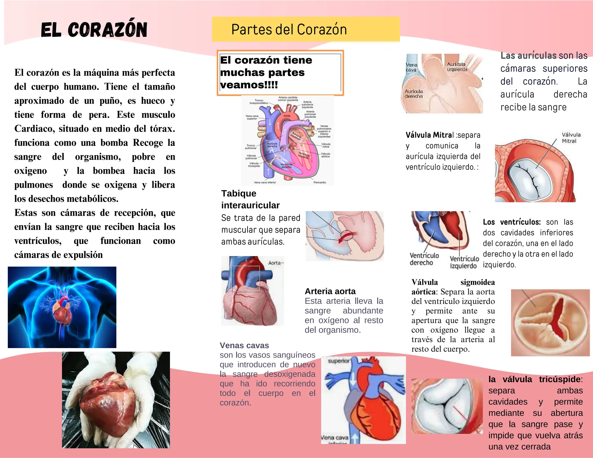 Triptico- el corazón y sus funciones.pptx (1).pdf