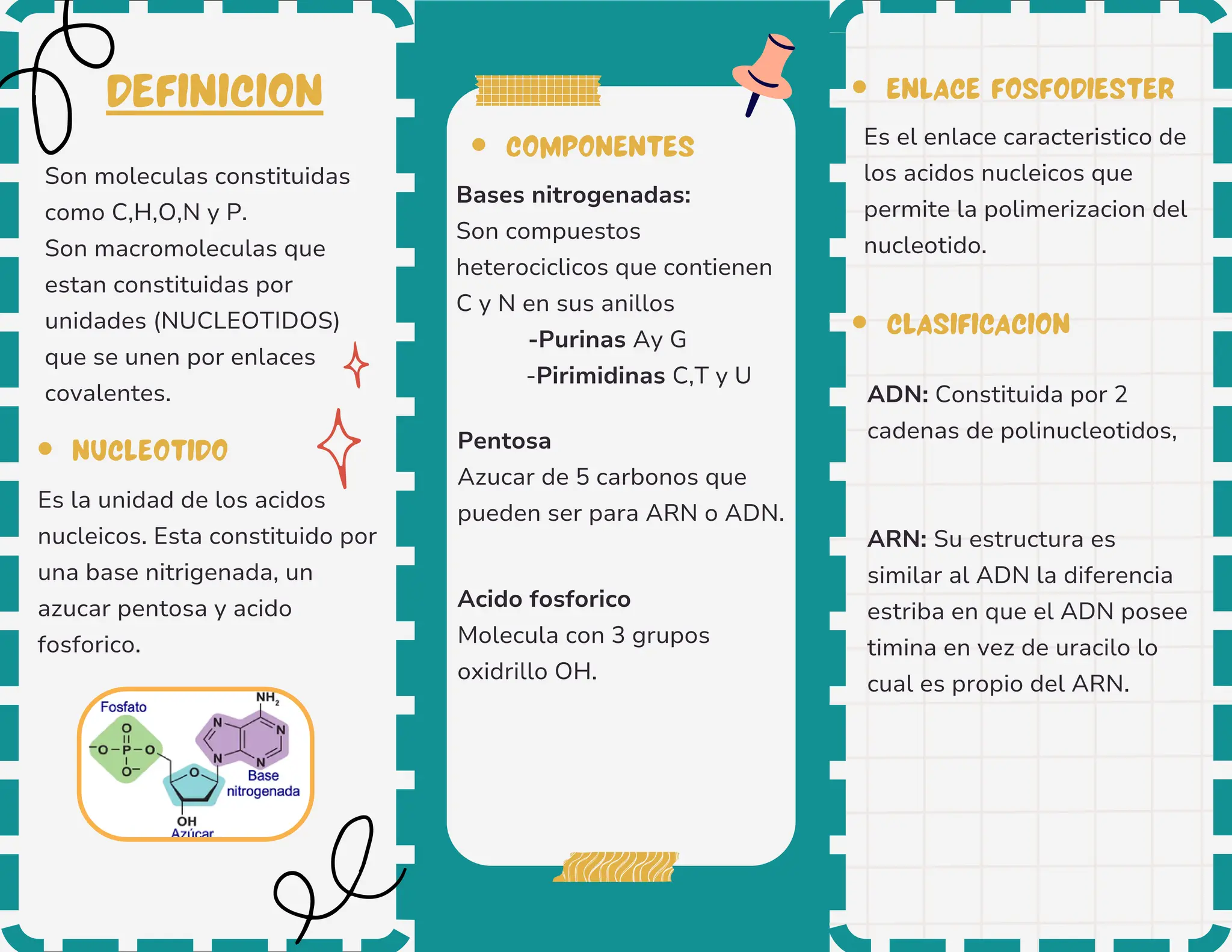 Triptico DE ACIDOS NUCLEICOS RESUMEN Y BIOLOGIA | PPT