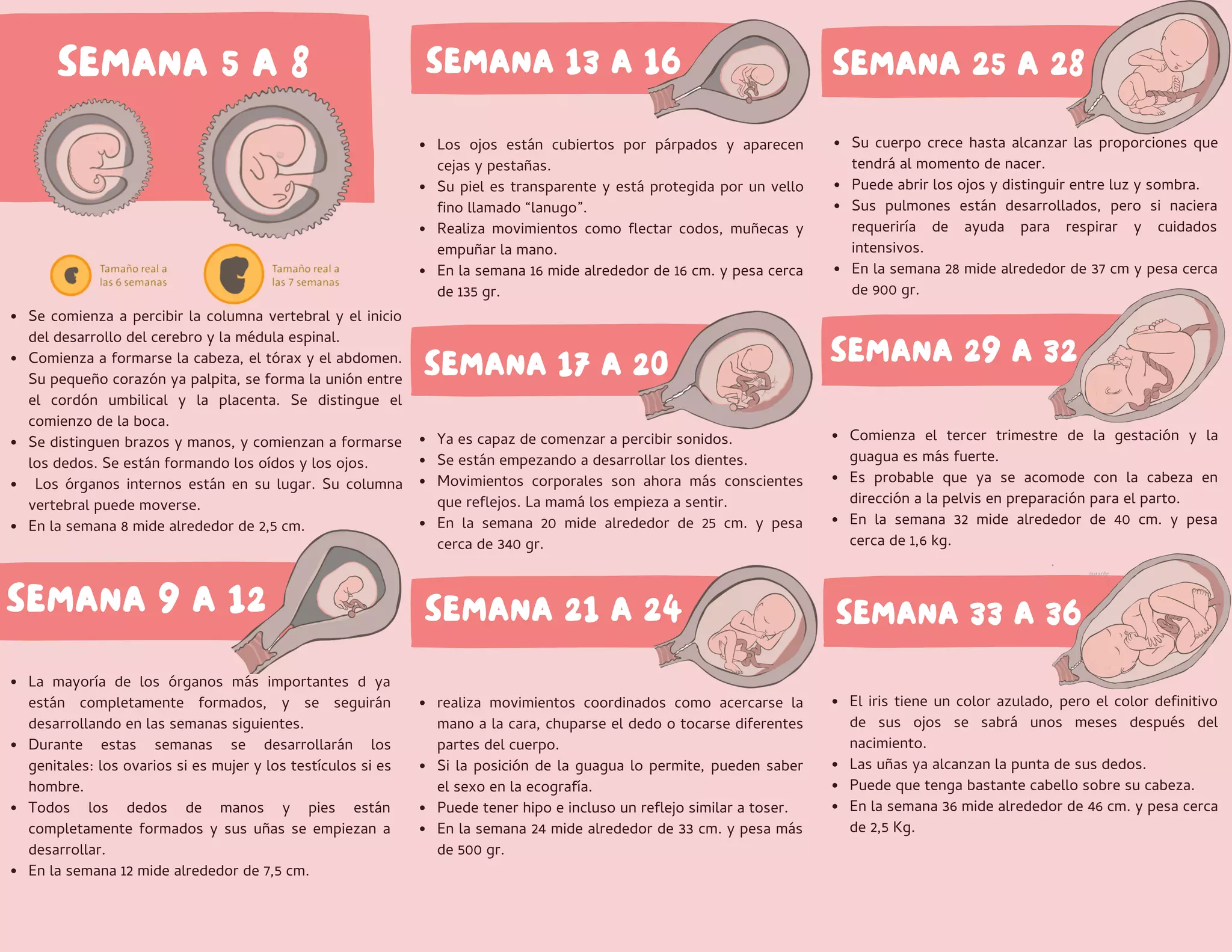 triptico EMBARAZO SEMANA A SEMANA.pdf