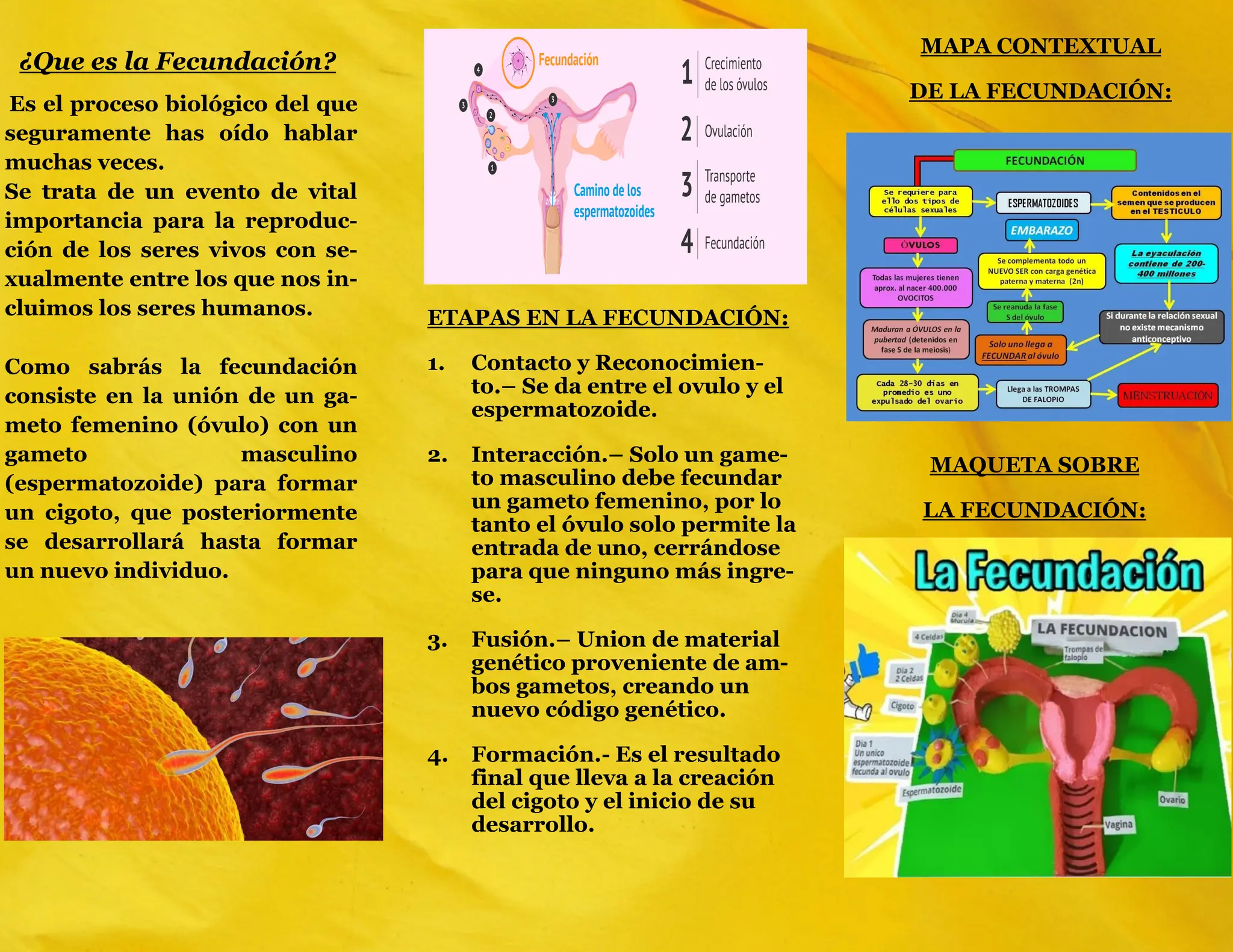 Triptico Acerca de la Fecundación para estudiantes.pdf | Infertility ...