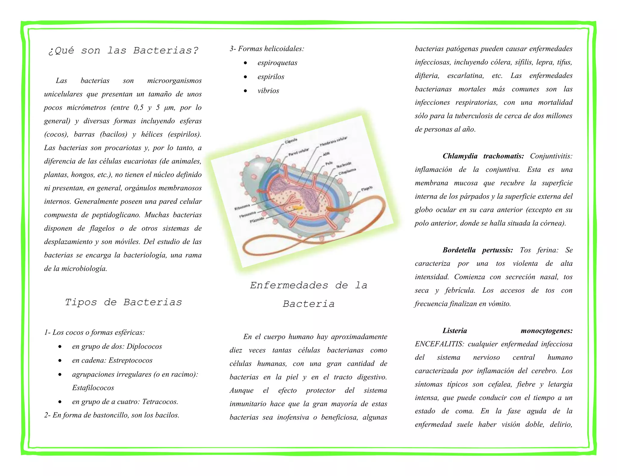 Triptico las bacterias 15000 | DOCX