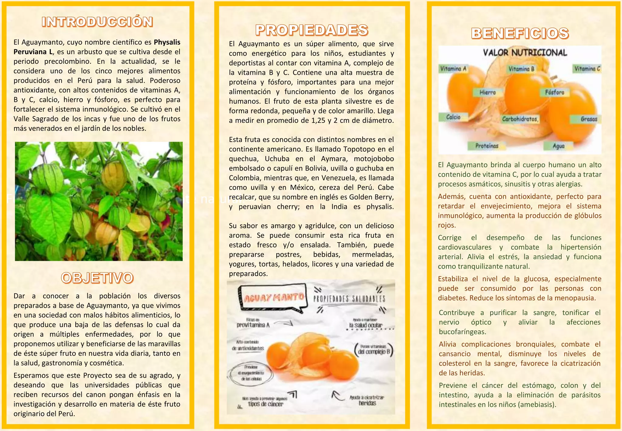 Triptico maravillas del aguaymanto | PPTX