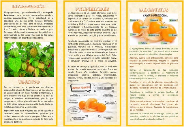 Triptico maravillas del aguaymanto | PPTX