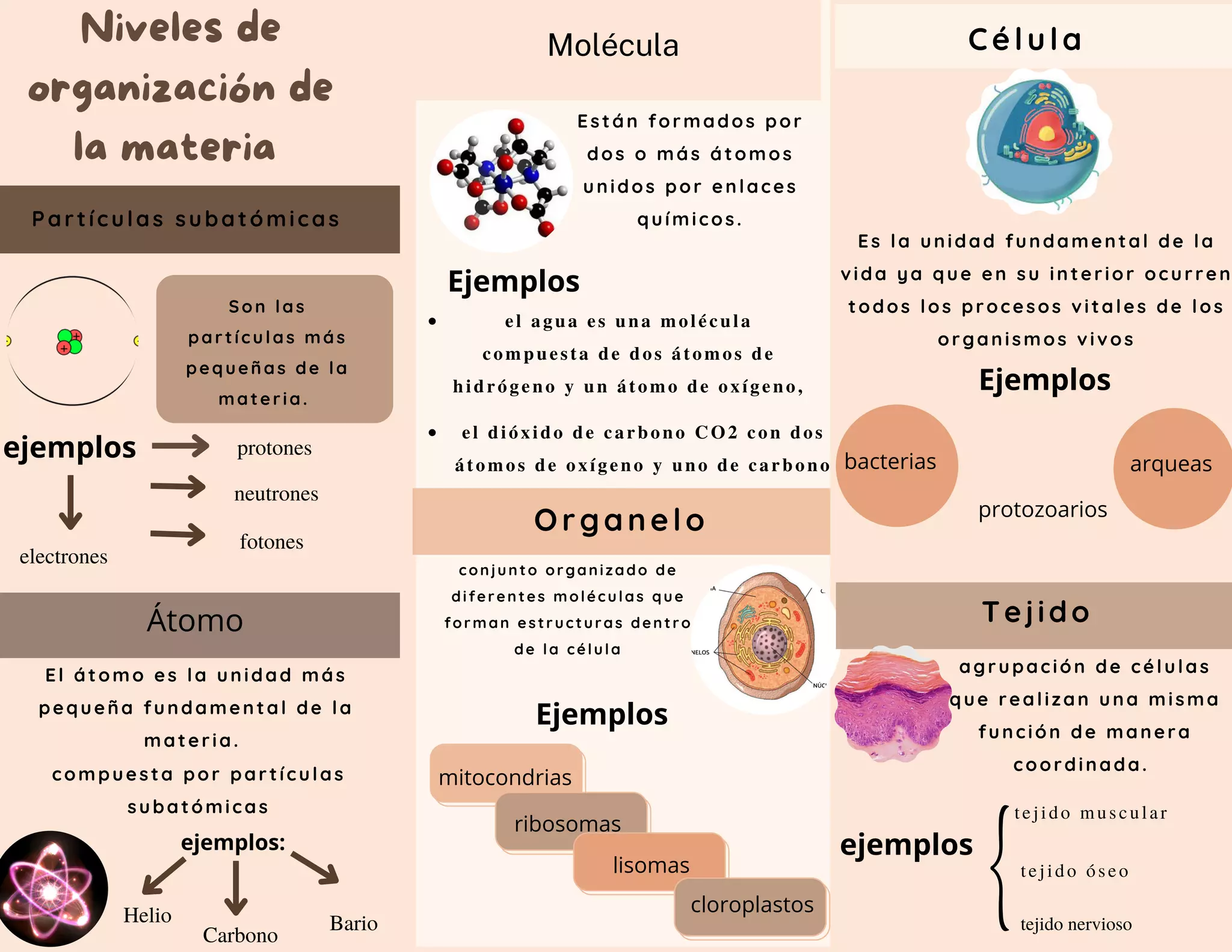 triptico niveles de organización de la materia.pdf