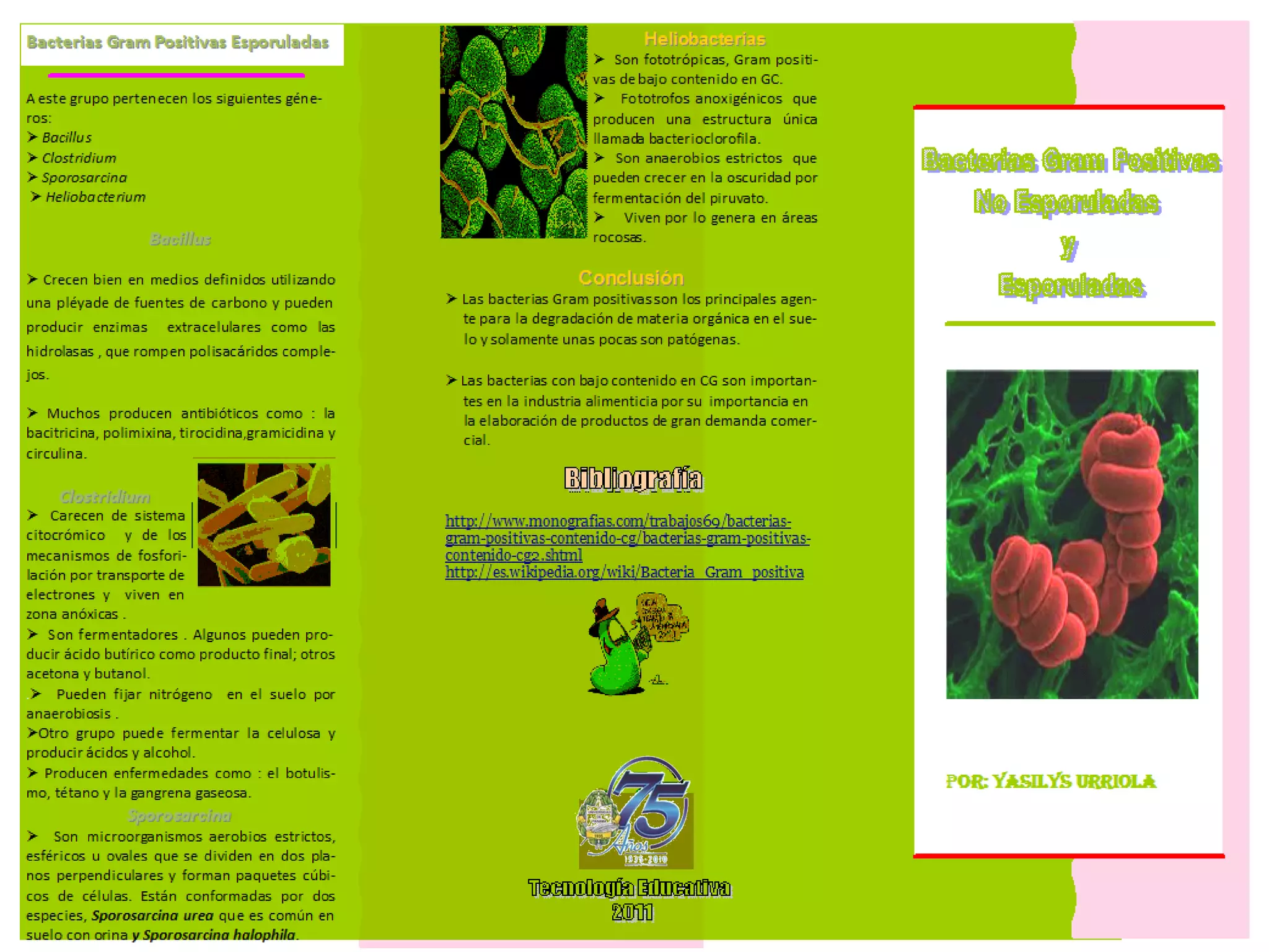 Bacterias Gram positivas | PPT