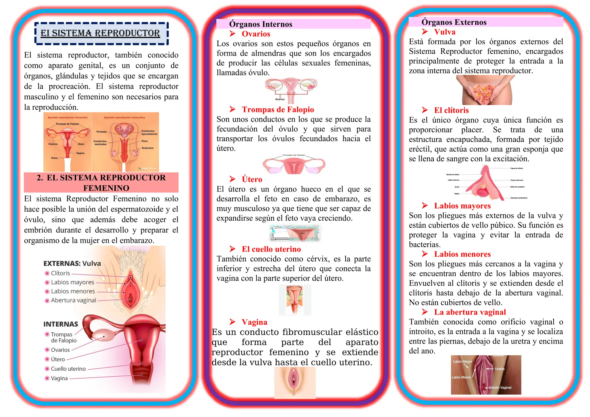 Triptico Sistema Reproductor Masculina Y Femenino Aparato Reproductor