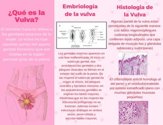 Triptico Vulva G3 Luana Penayo | PPT