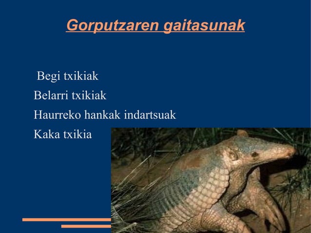 Triptiko del armadillo | PPT