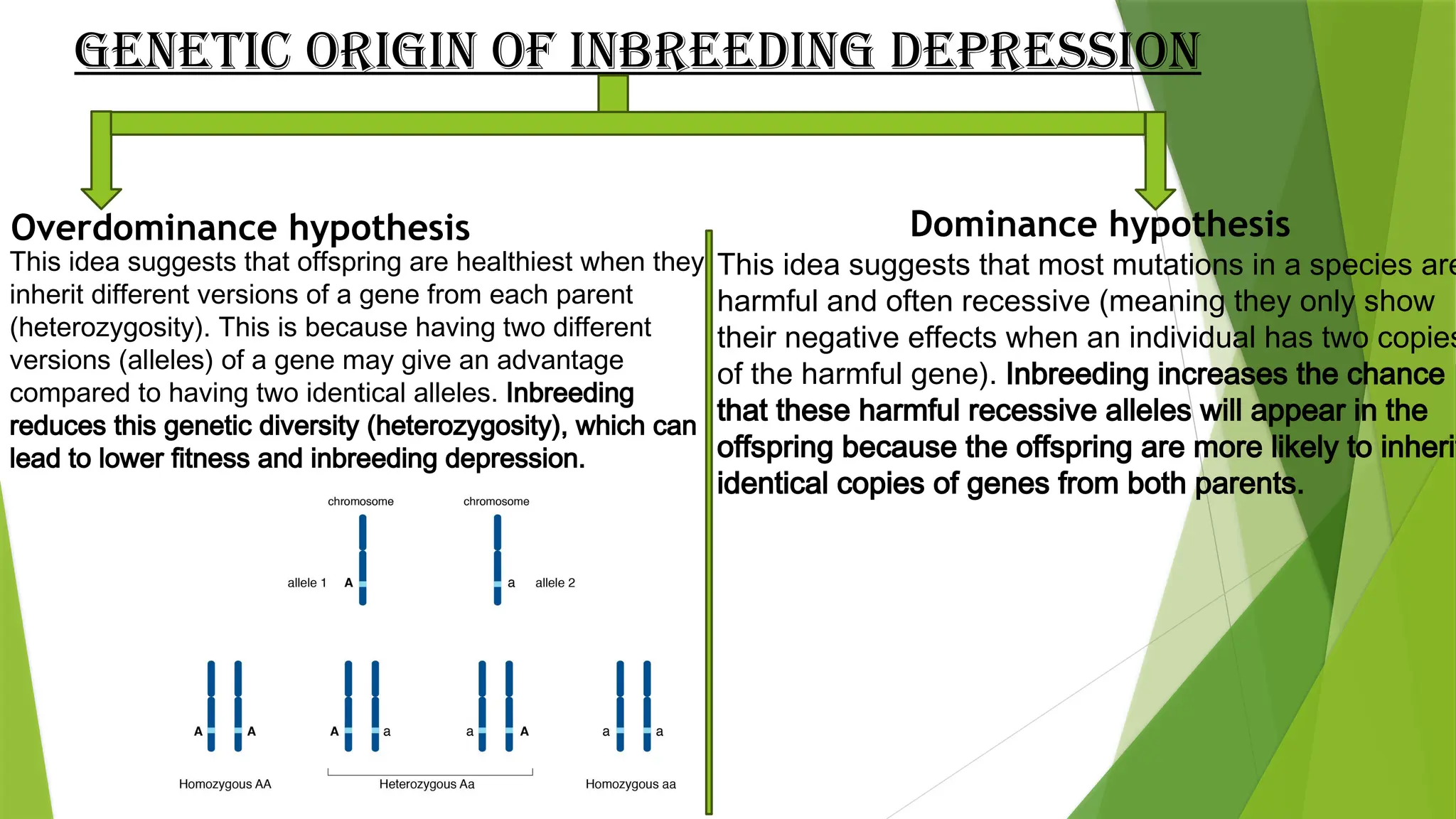 Inbreeding Depression: Understanding the Genetic Consequences | PPTX