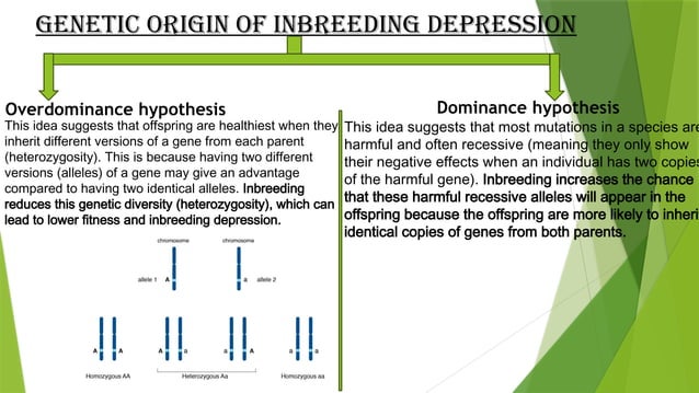 Inbreeding Depression: Understanding the Genetic Consequences | PPTX