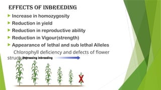Inbreeding Depression: Understanding the Genetic Consequences | PPTX