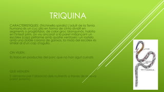 Cuc - Triquina | PPTX
