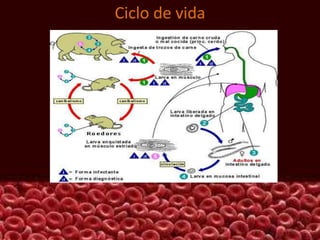 Triquinelosis (triquinosis) | PPTX