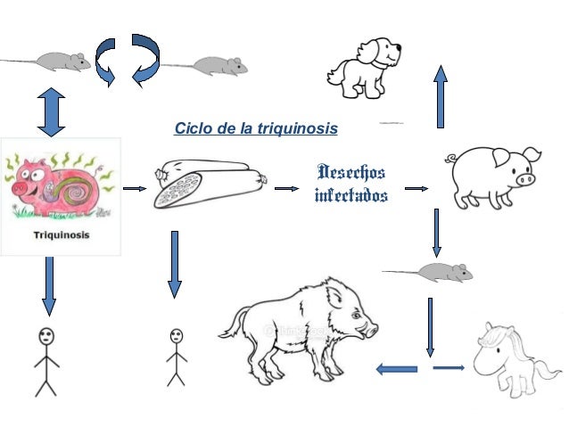 Triquinosis CVPBA D2