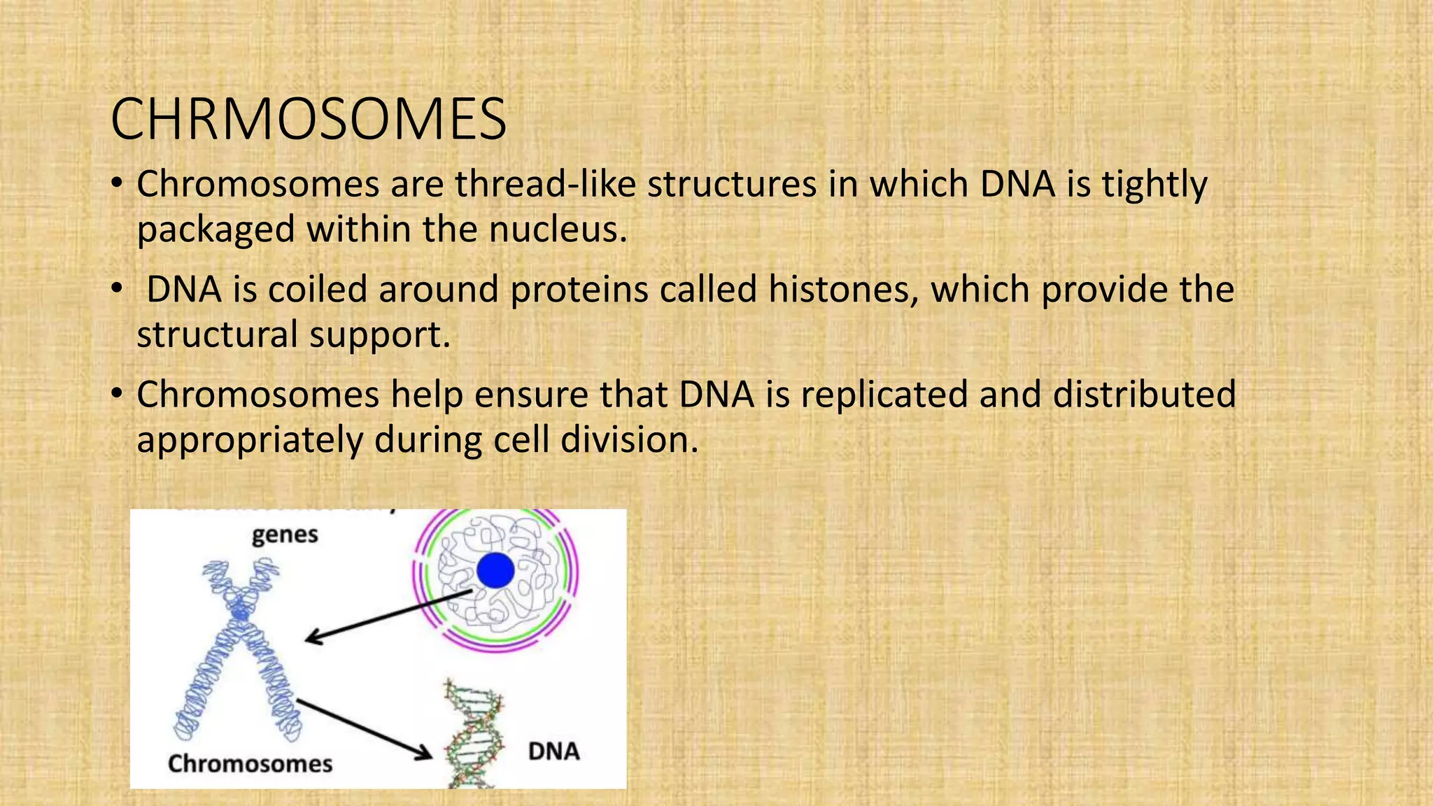 Trisomy in chromosomes and Down Syndrome | PPT